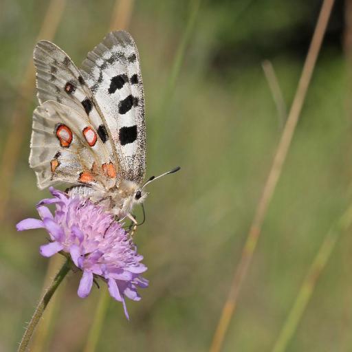 Apollo (Parnassius Apollo) Insect Identification Guide, Habitat & Facts