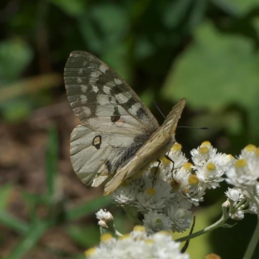 Stalk-Eyed Flies (Diopsidae) Insect Identification Guide, Habitat & Facts