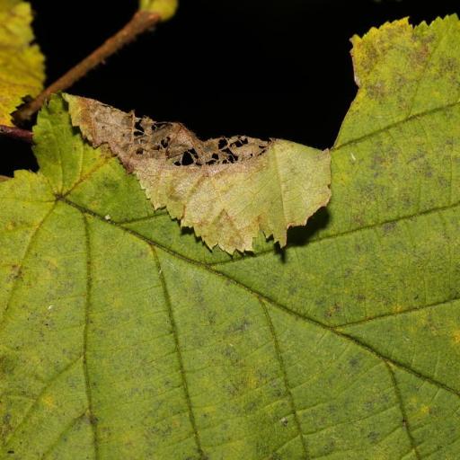Hazel Slender (Parornix Devoniella) Insect Identification Guide ...