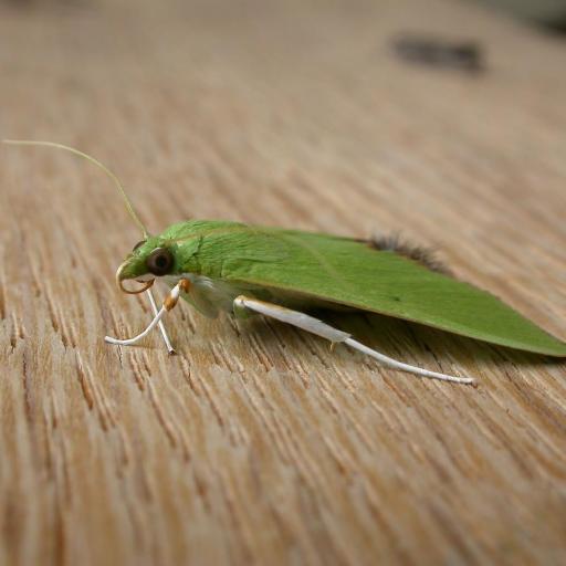 Parotis Insect Identification Guide, Habitat & Facts