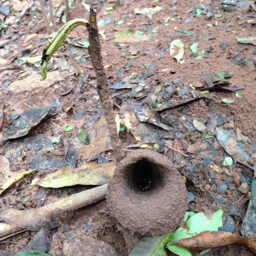 Partamona Insect Identification Guide, Habitat & Facts