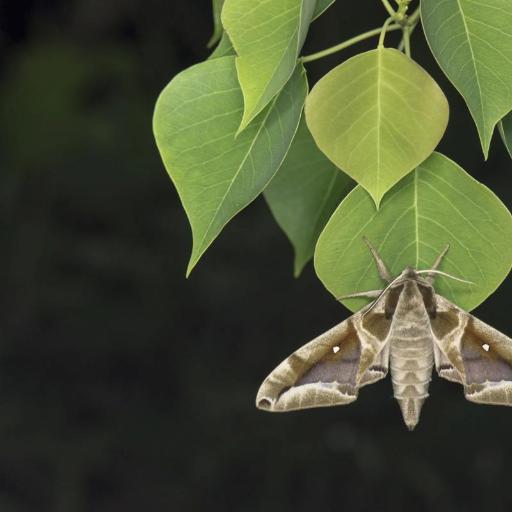 Parum Colligata Insect Identification Guide, Habitat & Facts