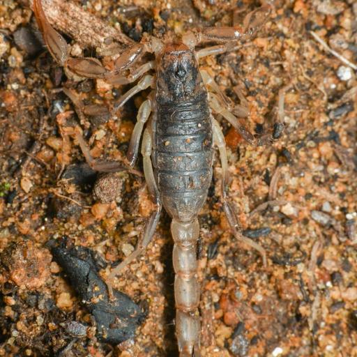 California Common Scorpion (Paruroctonus Silvestrii) Insect ...