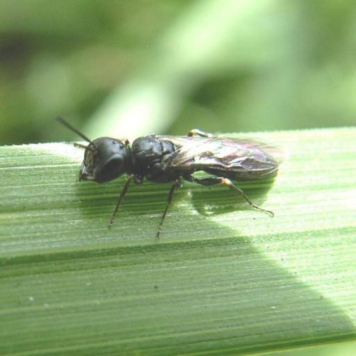 Picket-boring Aphid Wasps (Passaloecus) Insect Identification Guide ...