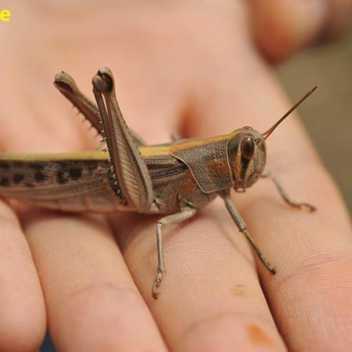 Patanga Japonica Insect Identification Guide, Habitat & Facts