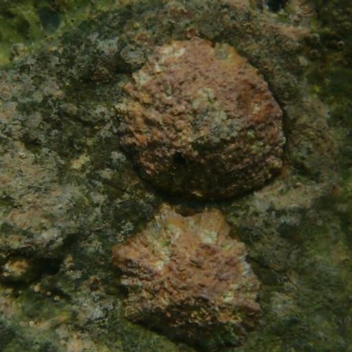 Mediterranean Limpet (Patella Caerulea) Insect Identification Guide, Habitat & Facts