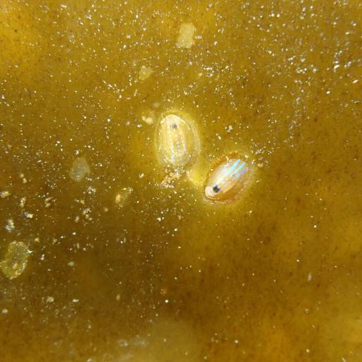 Blue-Rayed Limpet (Patella Pellucida) Insect Identification Guide ...