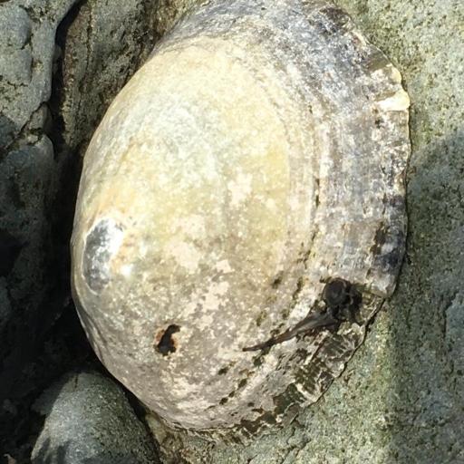 Common European Limpet (Patella Vulgata) Insect Identification Guide ...