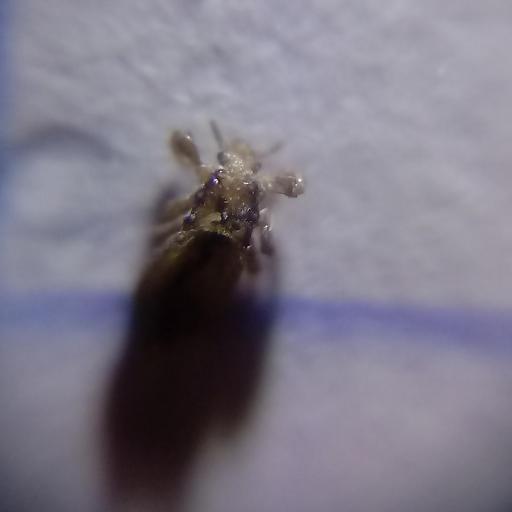 Human Louse (Pediculus Humanus) Insect Identification Guide, Habitat ...