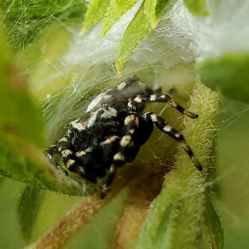 White-jawed Jumping Spider (Hentzia Mitrata) Insect Identification ...