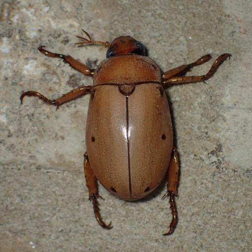 Grapevine Beetle (Pelidnota Punctata) Insect Identification Guide ...