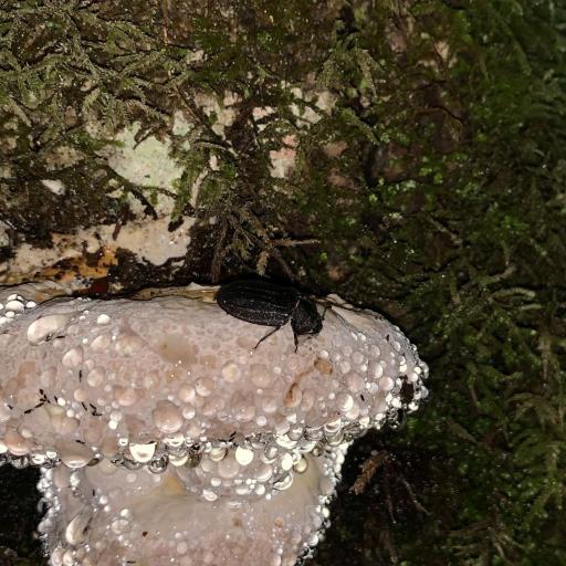 Peltis Grossa Insect Identification Guide, Habitat & Facts