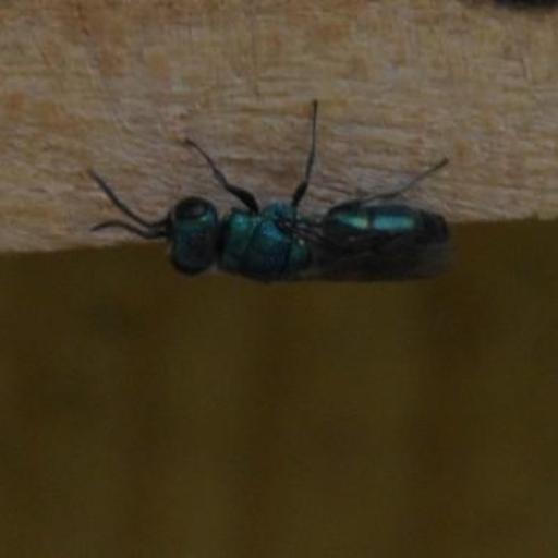 Pepsis Cyanea Insect Identification Guide, Habitat & Facts