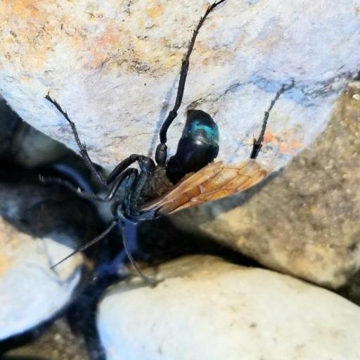Thisbe's Tarantula-Hawk Wasp (Pepsis Thisbe) Insect Identification ...
