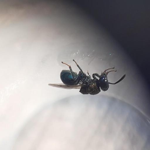 Perilampidae Insect Identification Guide, Habitat & Facts