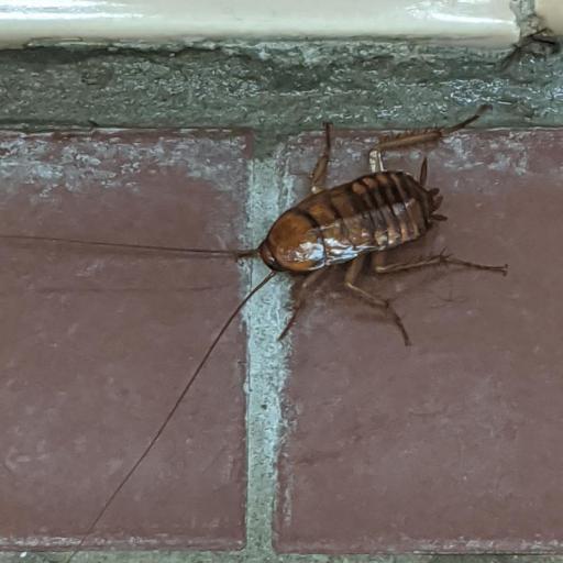 American Cockroach (Periplaneta Americana) Insect Identification Guide ...