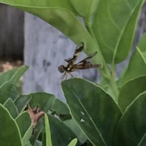 Eastern Amberwing (Perithemis Tenera) Insect Identification Guide ...
