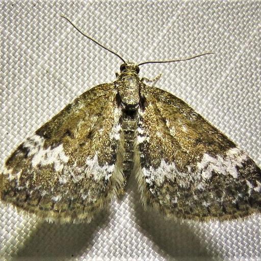 Small Rivulet (Perizoma Alchemillata) Insect Identification Guide ...