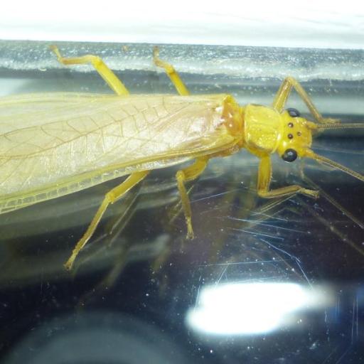 Common Stoneflies (Perlidae) Insect Identification Guide, Habitat & Facts