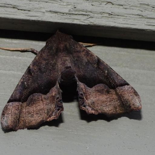 Domestic Dog (Pero) Insect Identification Guide, Habitat & Facts