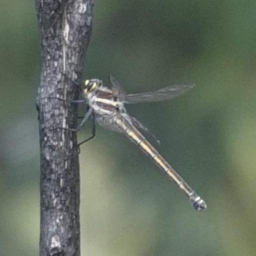 Southeastern Petaltail (Petalura Gigantea) Insect Identification Guide ...