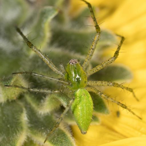 Lesser Green Lynx Spider (Peucetia Longipalpis) Insect Identification ...