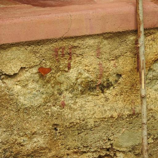 Common Leopard (Phalanta Phalantha) Insect Identification Guide ...