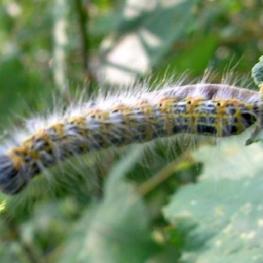 Buff-tip (Phalera Bucephala) Insect Identification Guide, Habitat & Facts