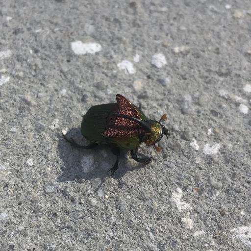 Rainbow Scarab (Phanaeus Vindex) Insect Identification Guide, Habitat ...