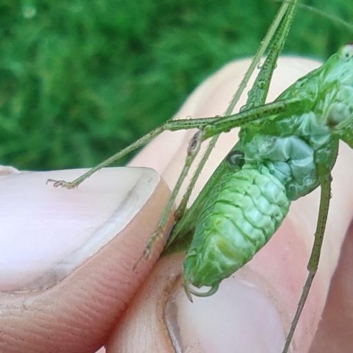 Mediterranean Katydid (Phaneroptera Nana) Insect Identification Guide ...
