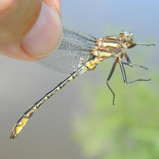 Mediterranean Conehead Mantis (Empusa Pennata) Insect Identification ...