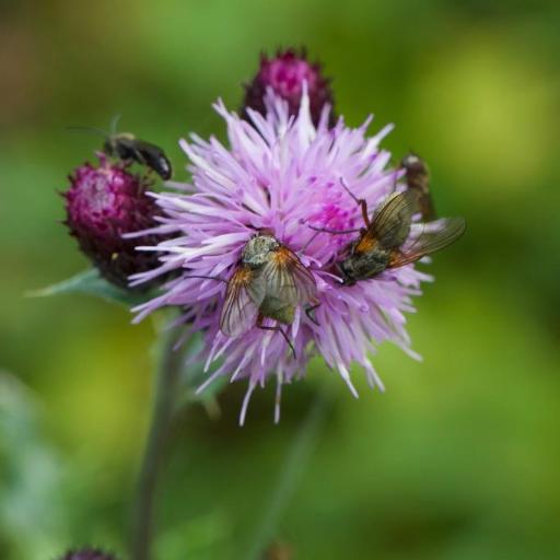 Phaonia Angelicae Insect Identification Guide, Habitat & Facts