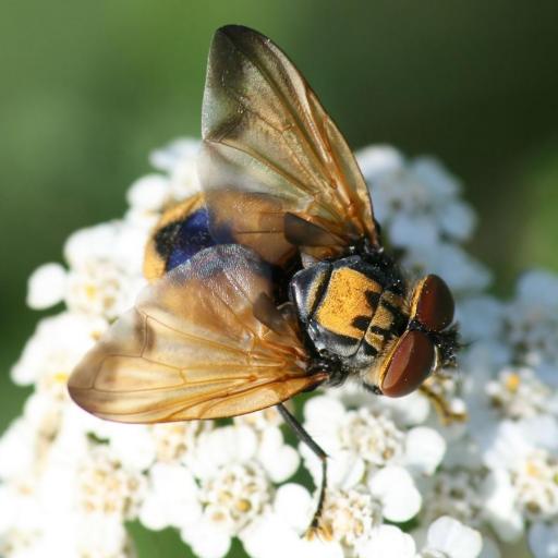 Phasia Aurigera Insect Identification Guide, Habitat & Facts