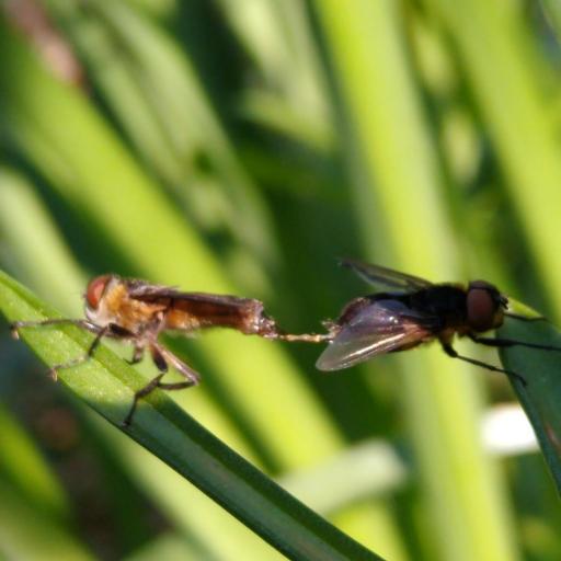 Phasia Hemiptera Insect Identification Guide, Habitat & Facts