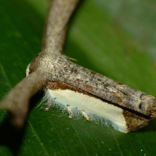 Phazaca Insect Identification Guide, Habitat & Facts