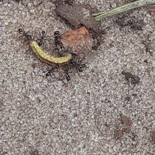 Large Imported Big-Headed Ant (Pheidole Obscurithorax) Insect ...