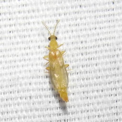 Glowworm Beetles (Phengodidae) Insect Identification Guide, Habitat & Facts