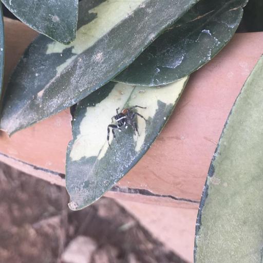 Phiale Roburifoliata Insect Identification Guide, Habitat & Facts