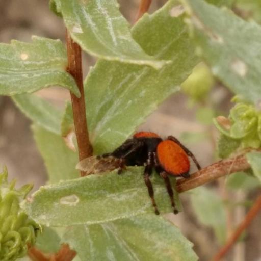 Southern Two-striped Walkingstick (Anisomorpha Buprestoides) Insect ...