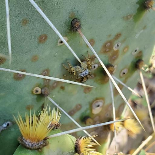 Phidippus Arizonensis Insect Identification Guide, Habitat & Facts