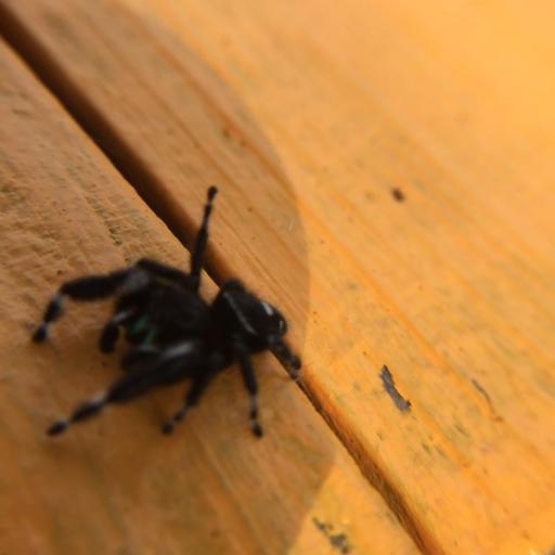 Bold Jumper (Phidippus Audax) Insect Identification Guide, Habitat & Facts