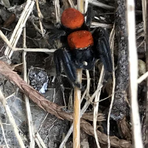 Cardinal Jumper (Phidippus Cardinalis) Insect Identification Guide ...