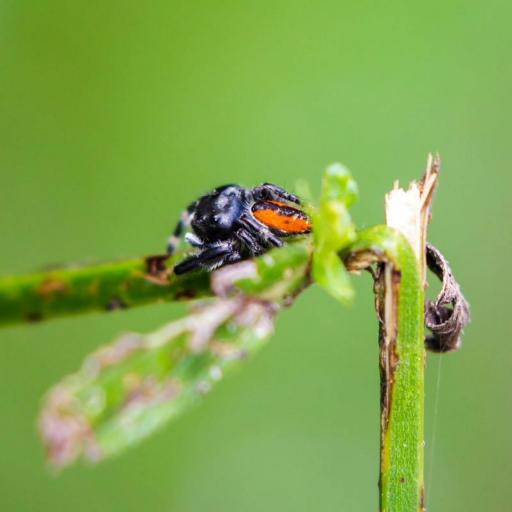 Brilliant Jumping Spider (Phidippus Clarus) Insect Identification Guide ...