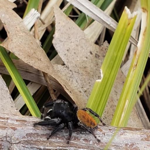 Grayish Jumping Spider (Phidippus Princeps) Insect Identification Guide ...