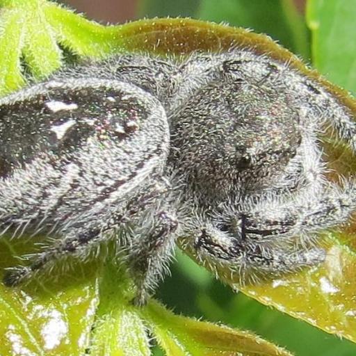 Marbled Purple Jumper (Phidippus Purpuratus) Insect Identification ...