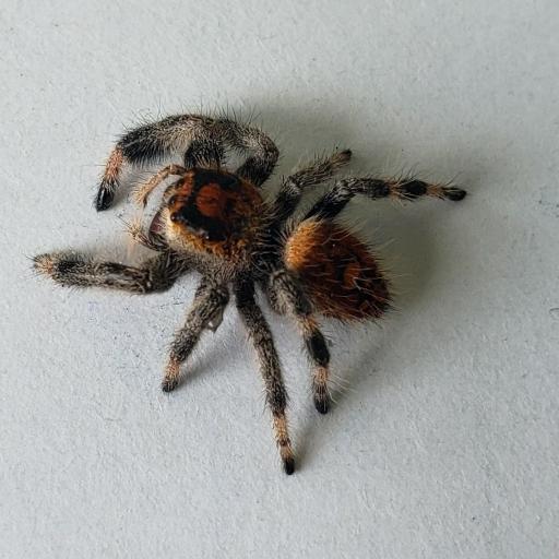 Regal Jumping Spider (Phidippus Regius) Insect Identification Guide ...