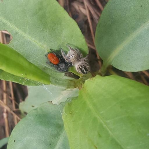 Tropical House Cricket (Gryllodes Sigillatus) Insect Identification ...