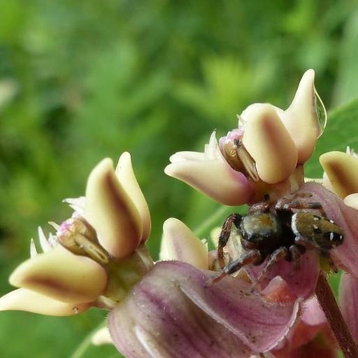 Whitman's Jumping Spider (Phidippus Whitmani) Insect Identification ...