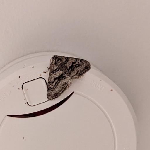 Half-Wing Moth (Phigalia Titea) Insect Identification Guide, Habitat ...