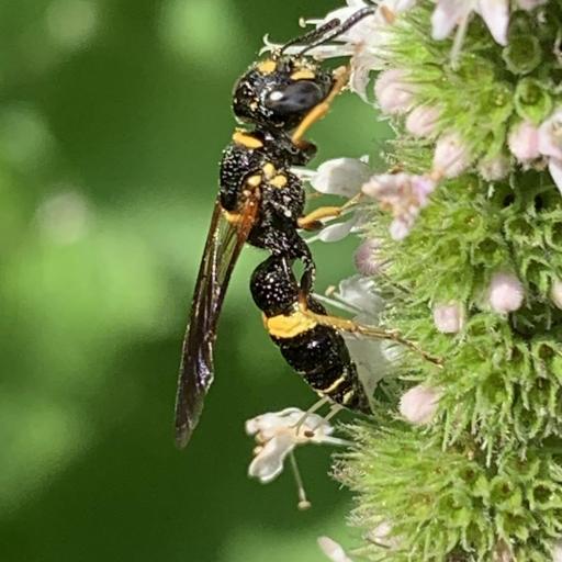 Baphomet Moth (Creatonotos Gangis) Insect Identification Guide, Habitat ...